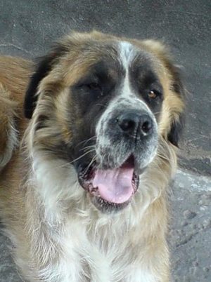 Moscow Watchdog - Gentle Giant or Warrior?