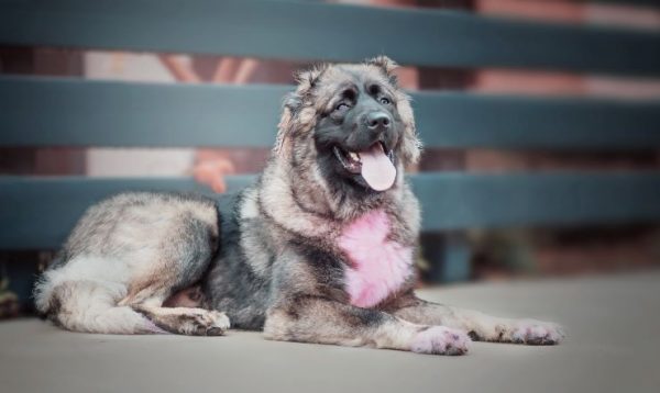 Caucasian Shepherd, the Amazing Russian Bear Dog