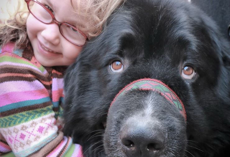 Is it Safe to Have a Newfoundland Dog With a Baby?
