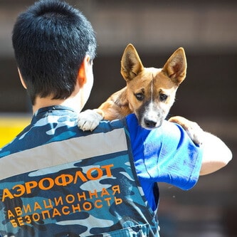 Shalaika (Sulimov Dog). The Best Sniffer Dog in the World?