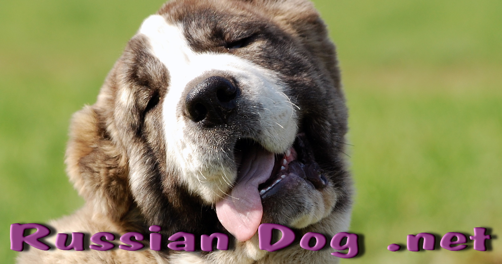 Russian Dog - All Russian Dog Breeds - Best Guard Dogs
