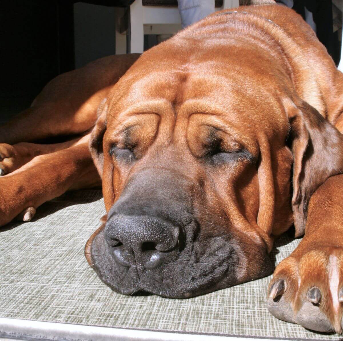 How Intelligent Is A Tosa