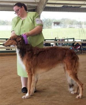 Borzoi Breeders in the USA (California, Ohio, Texas, etc.)