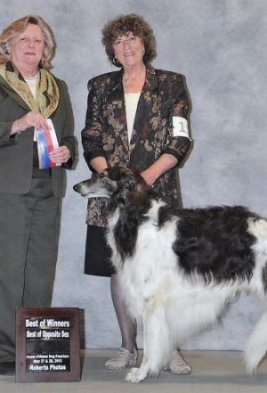 Borzoi Breeders in the USA (California, Ohio, Texas, etc.)