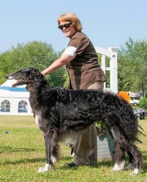 Borzoi Breeders in the USA (California, Ohio, Texas, etc.)