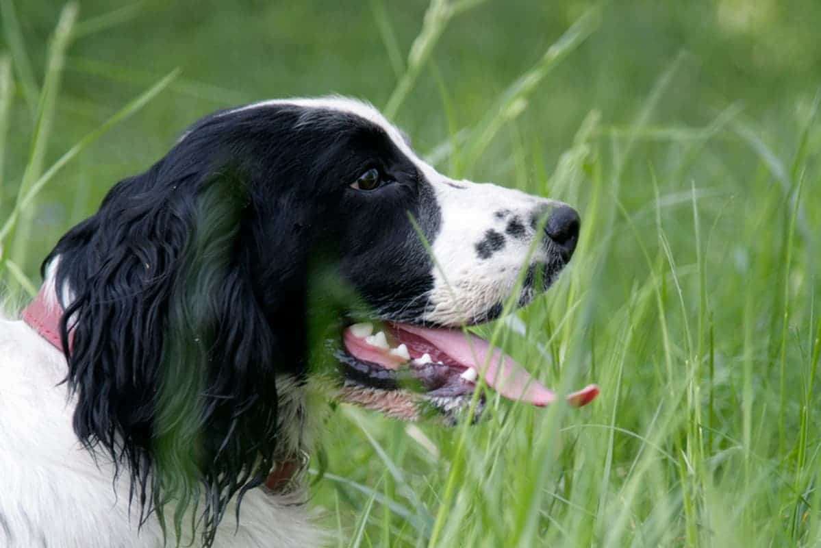 RUSSIAN SPANIEL- Hunting Spaniel