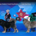 Russian Guard Dogs
