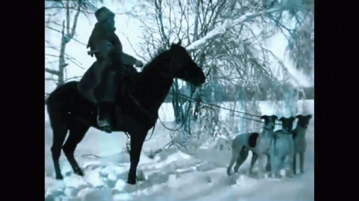 Wolf Hunting with Dogs (Video)