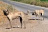 Is the Kangal dog breed Turkish or Kurdish?