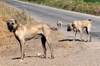Is the Kangal dog breed Turkish or Kurdish?