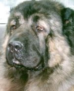 Caucasian Shepherd, the Amazing Russian Bear Dog