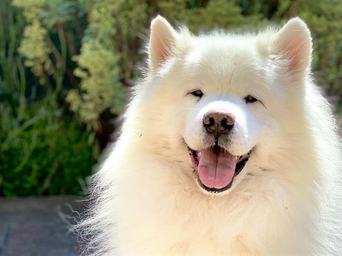 Best Ways To Exercise Your Samoyed