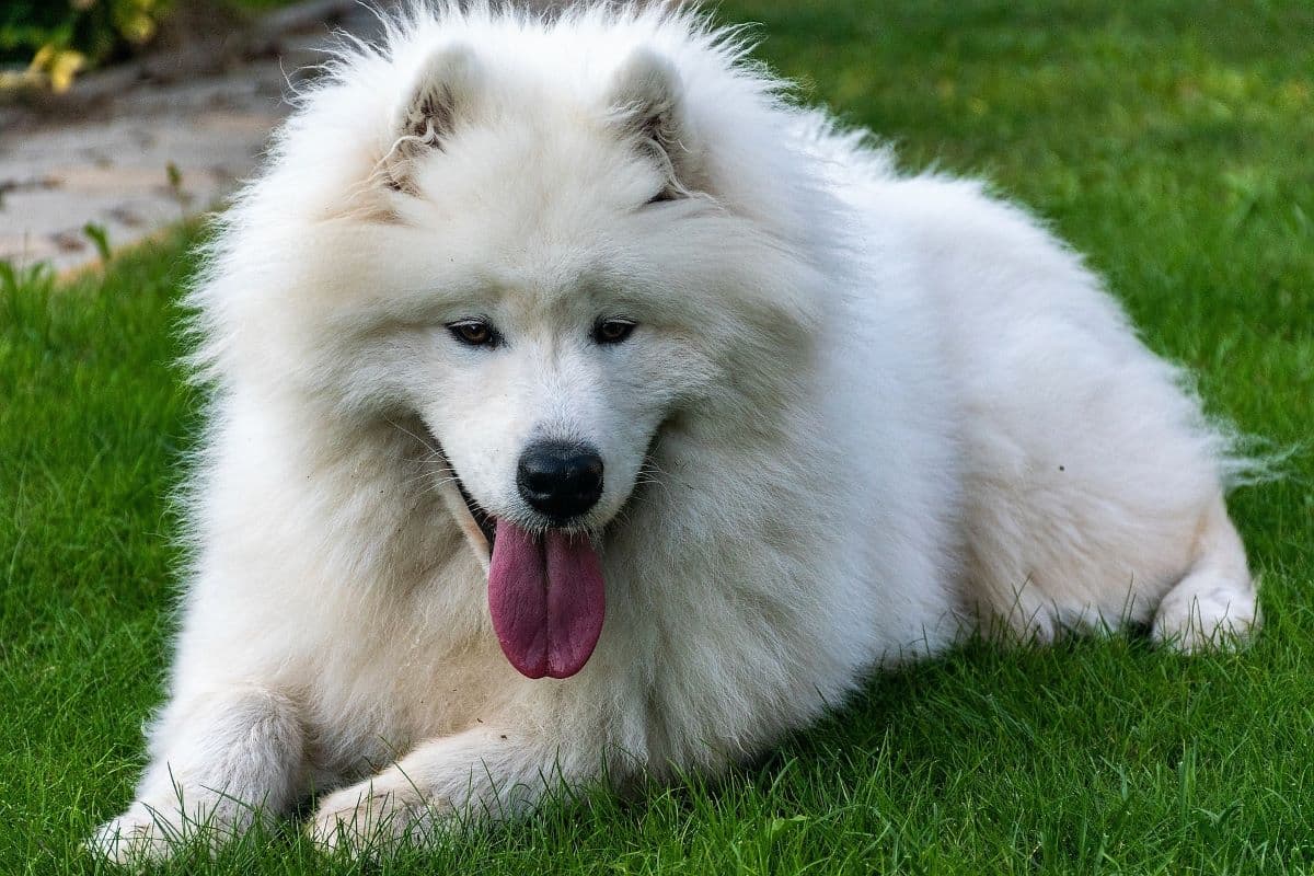 Are Samoyeds Good Family Pets
