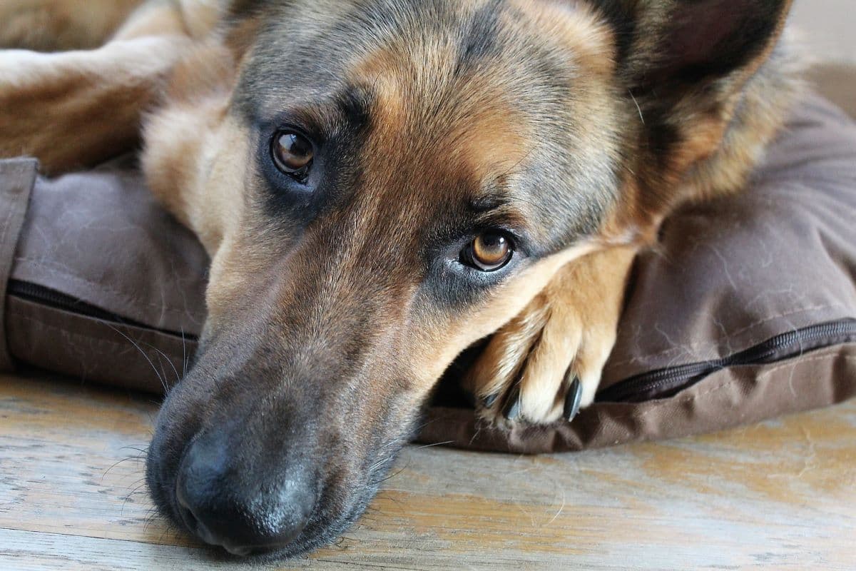 What Kind Of Health Problems Do German Shepherds Have