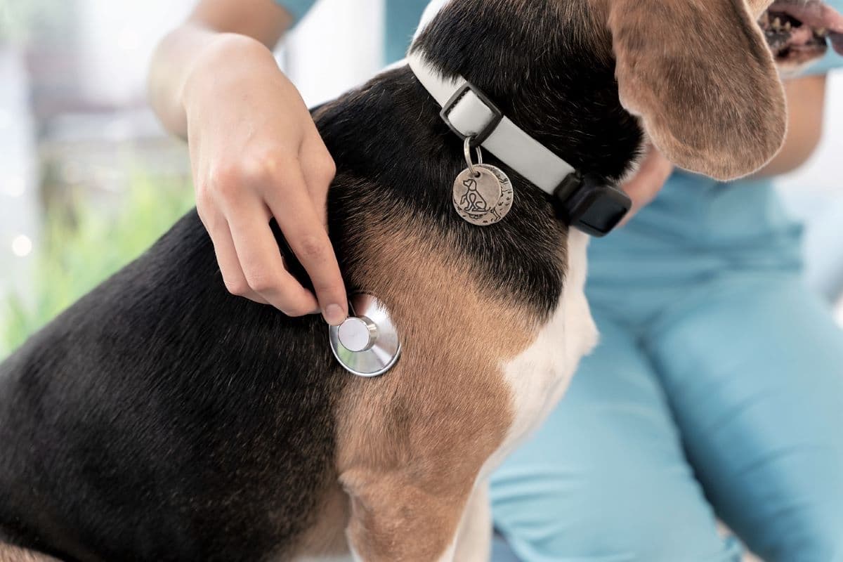 Handling Zoonotic Diseases With Advanced Health Solutions